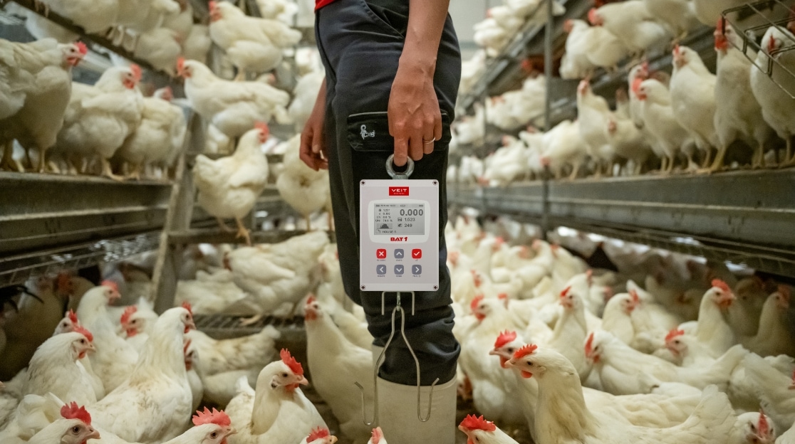 BAT1 | The world’s #1 manual poultry scale