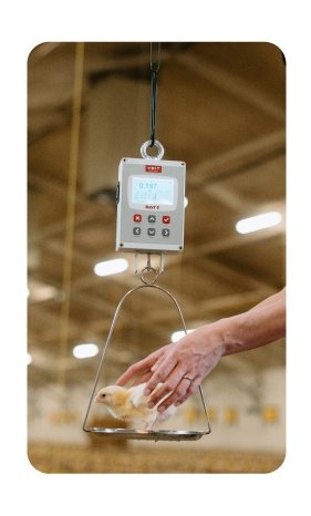 BAT Poultry Scales | Accurate bird weighing